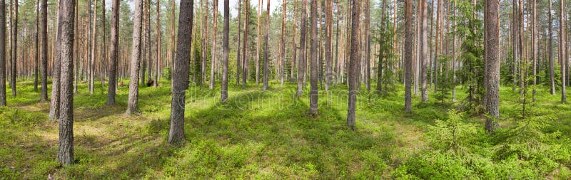 Blueberry Green Bushes in Pine Forest Panorama Stock Image - Image of ...