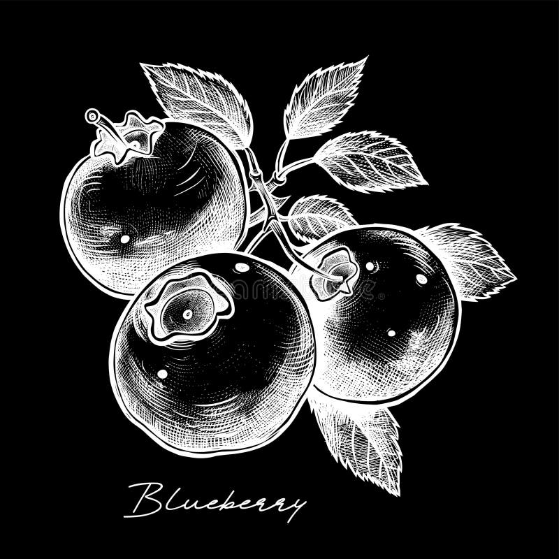 Blueberry Hand Drawn Black and White Vector Stock Vector - Illustration ...