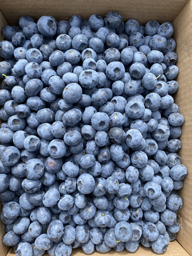 Blueberry Harvest in Summer Stock Photo - Image of shrub, time: 234298328