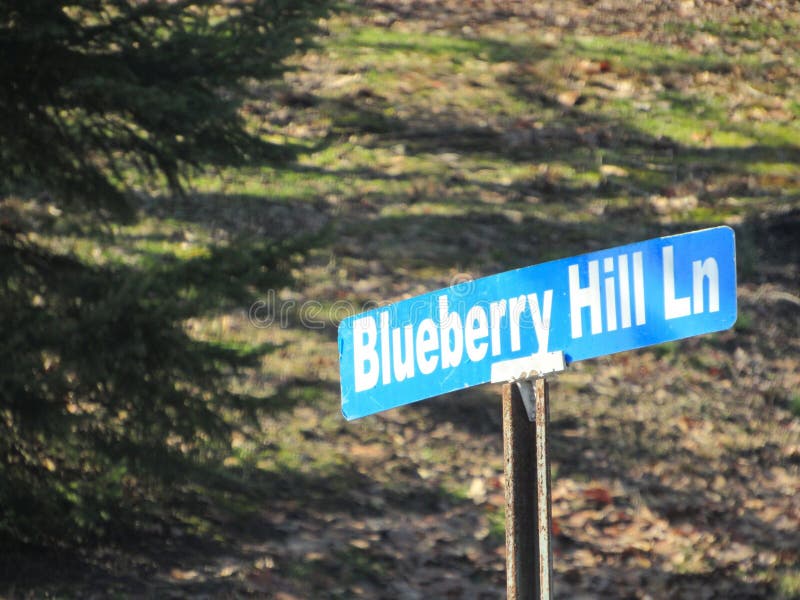 Blueberry Hill stock image. Image of forage, outdoors - 308857155