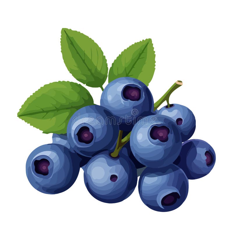 Blueberry Image. Cute Image of an Isolated Blueberry. Vector ...