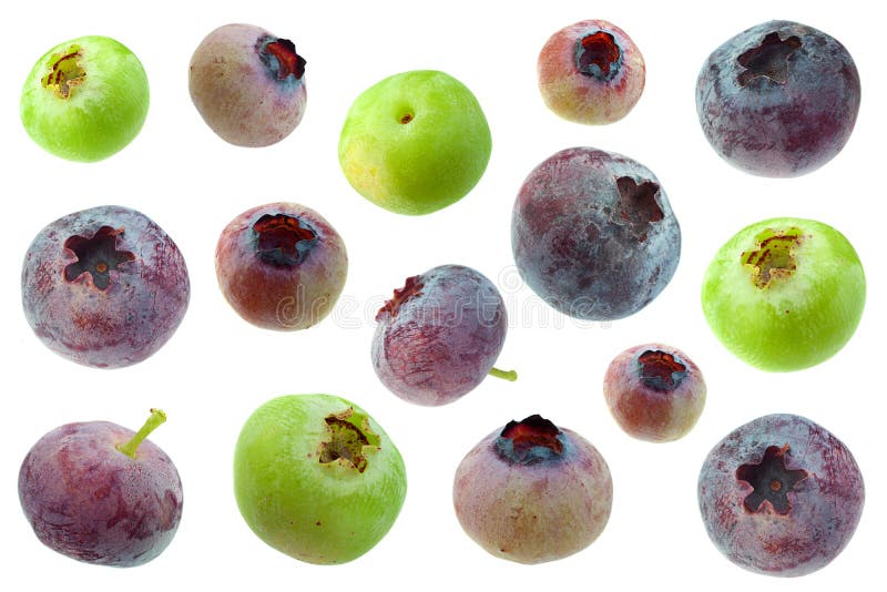 Blueberry Leaf Cross Section Under The Microscope, Stock Photo - Image ...