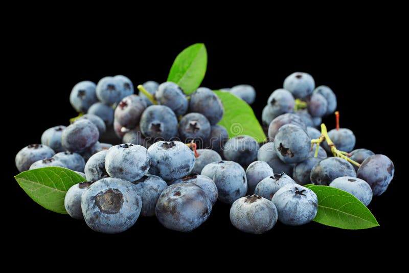 Blueberry Leaf Cross Section Under The Microscope, Stock Photo - Image ...
