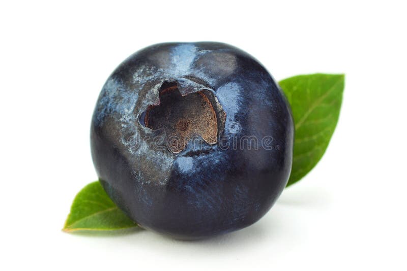 Blueberry Leaf Cross Section Under the Microscope, Stock Image - Image ...