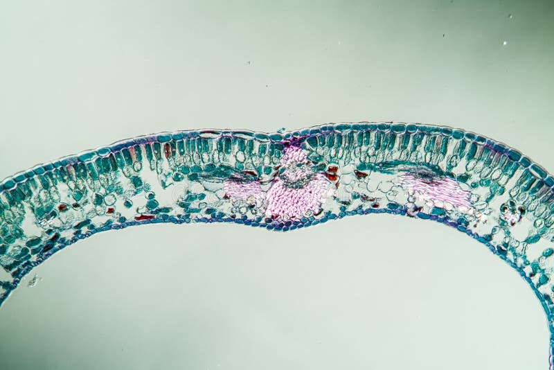Blueberry Leaf Cross Section Under the Microscope, Stock Image - Image ...