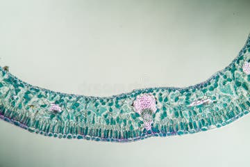 219 Blueberry Cross Section Stock Photos - Free & Royalty-Free Stock ...