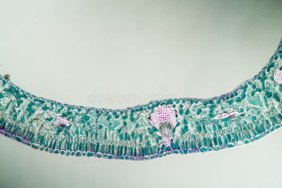 Blueberry Leaf Cross Section Under the Microscope, Stock Photo - Image ...