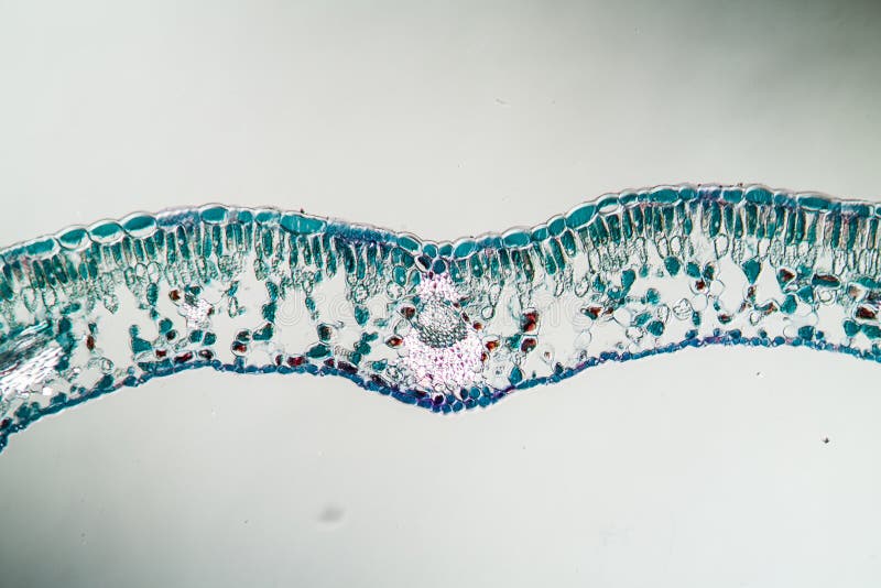 Blueberry Leaf Cross Section Under the Microscope, Stock Image - Image ...