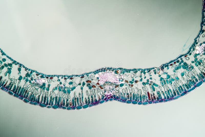 Blueberry Leaf Cross Section Under the Microscope, Stock Image - Image ...