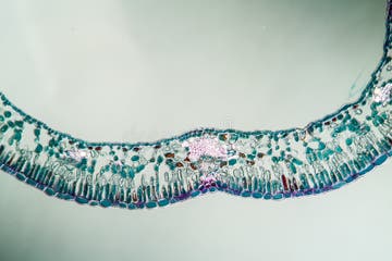 219 Blueberry Cross Section Stock Photos - Free & Royalty-Free Stock ...