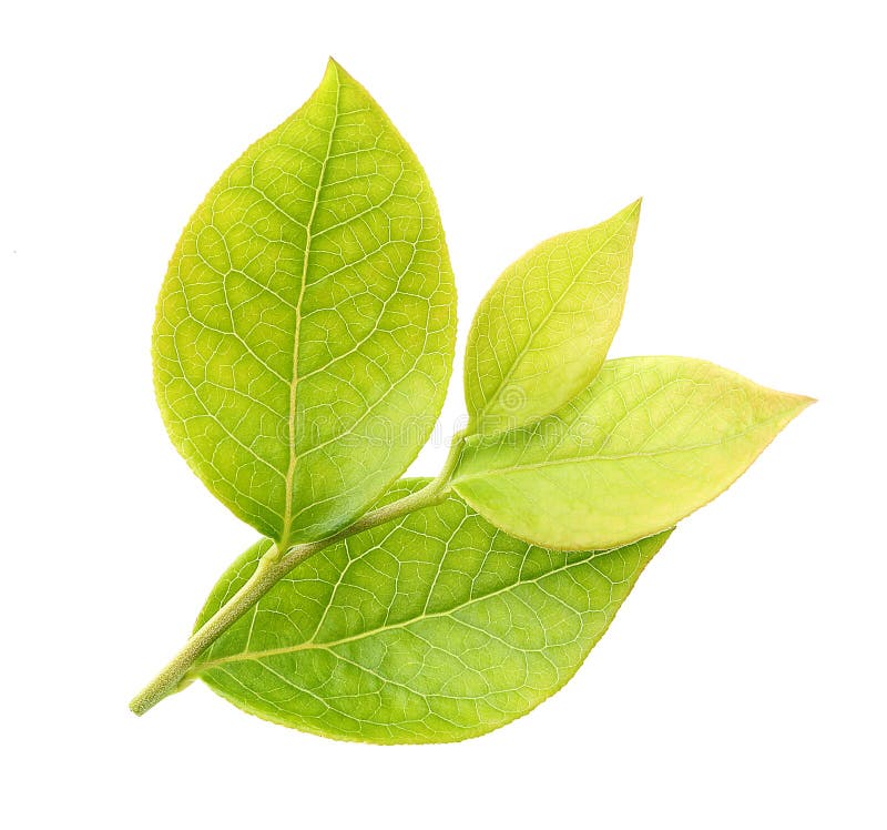 Blueberry Leaf Cross Section Under the Microscope, Stock Image - Image ...