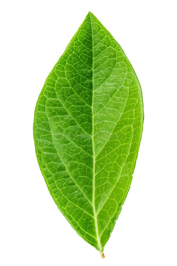 Blueberry leaf isolated stock photo. Image of drop, isolated - 137113044
