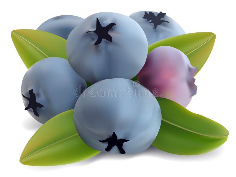 Blueberry Bush Stock Illustrations – 2,449 Blueberry Bush Stock ...