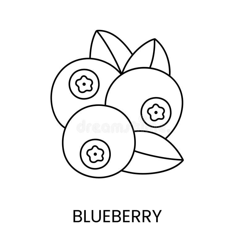 Blueberry Line Icon in Vector, Berry Illustration Stock Vector ...
