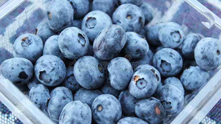 Blueberry stock photo. Image of nutrition, ripe, macro - 32134530