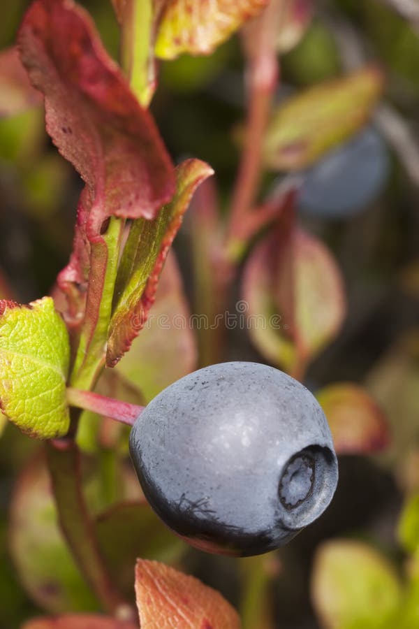 Blueberry Stem Close-up With Leaves Stock Image - Image of gardening ...