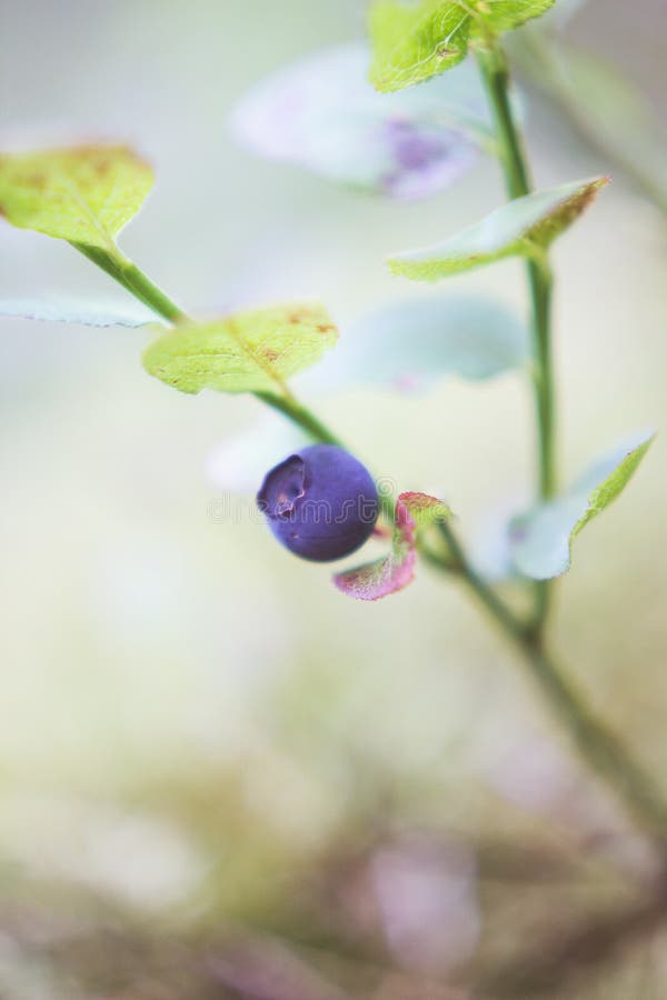 Blueberry stock photo. Image of forest, august, july - 156229834