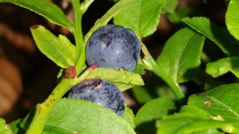 Blueberry stock photo. Image of rain, magic, blueberry - 42589598