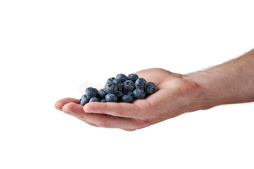 Blueberry in Man S Hand on White. Isolate Stock Photo - Image of ...