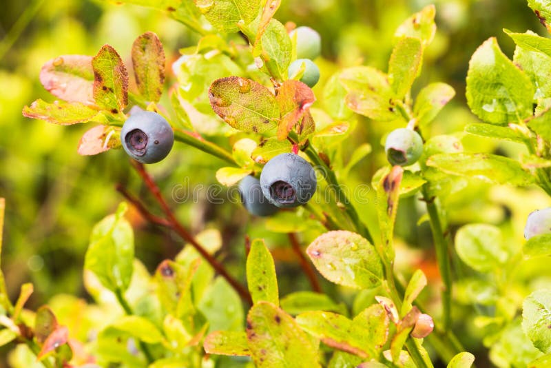 Blueberry one stock photo. Image of macro, berries, blueberry - 97841330