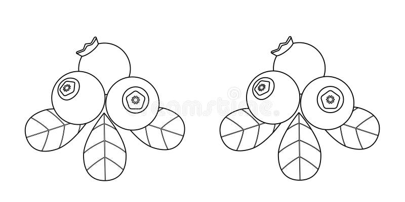 Blueberry Outline Drawing. Editable and Expanded Stroke, Linear Image ...