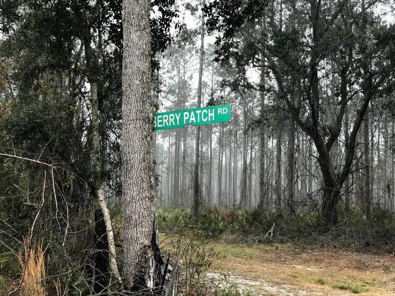 The Blueberry Patch stock photo. Image of south, patch - 114178506