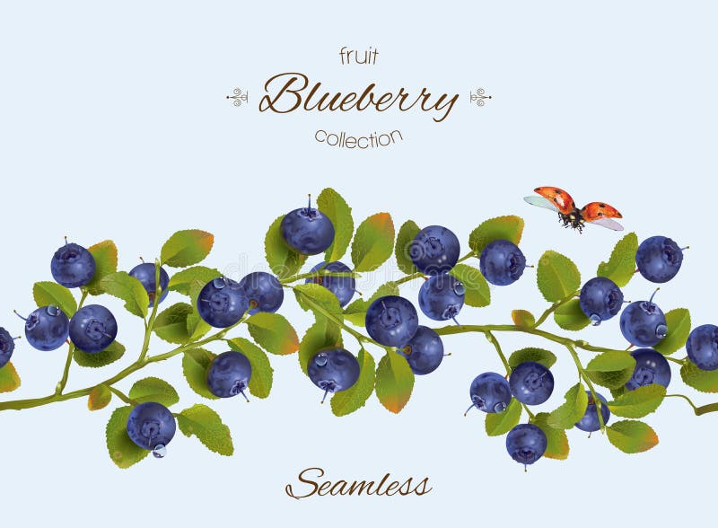 Blueberry pattern full stock vector. Illustration of drink - 75808712