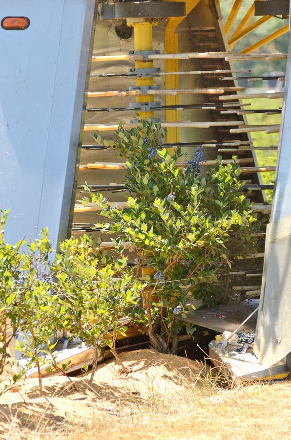 Blueberry pick stock image. Image of farm, blueberries - 33428289