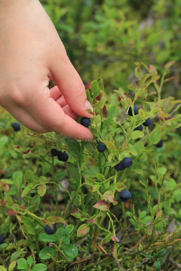 Blueberry picking stock image. Image of hand, woman, berries - 26005365