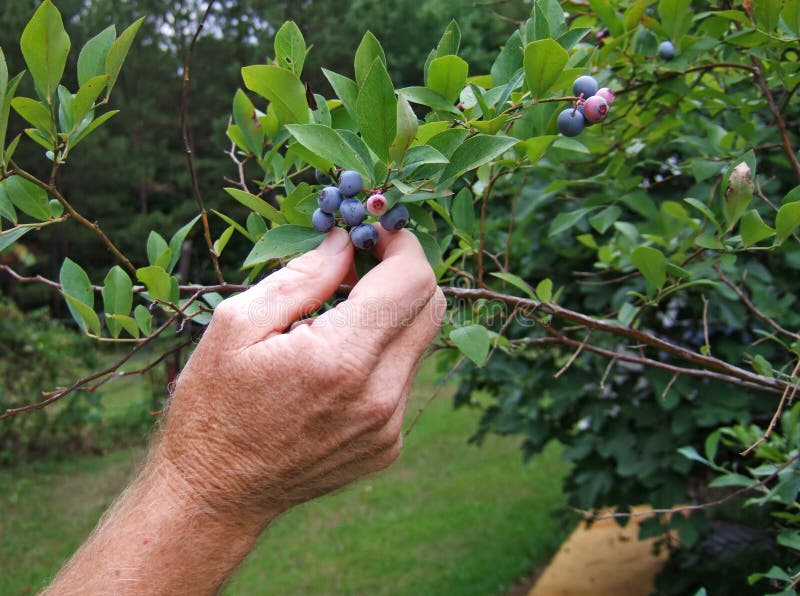Blueberry Picking stock image. Image of pick, organic - 3951509