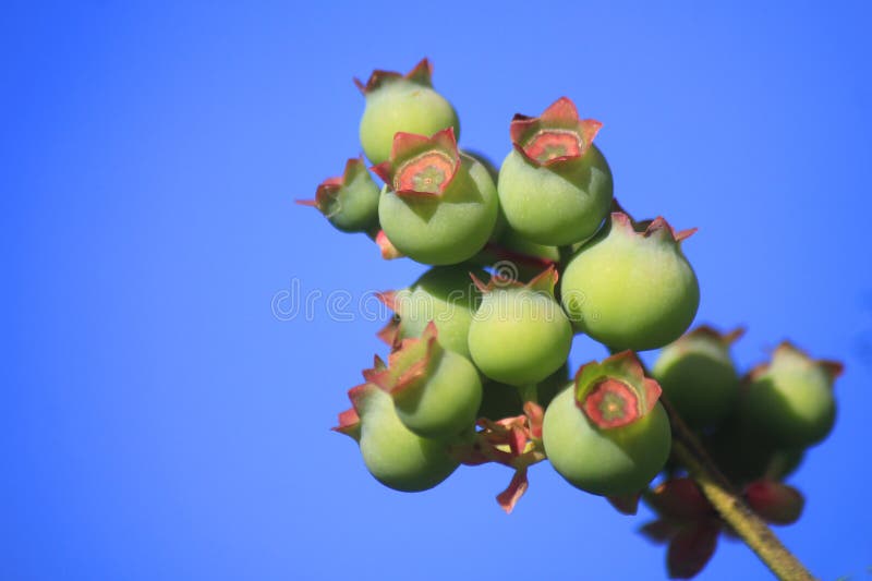Blueberry plant not ripe stock image. Image of soft - 146917619
