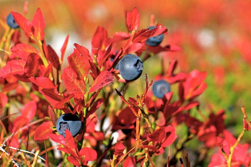 Blueberry plant stock image. Image of fall, sprig, closeup - 34257233