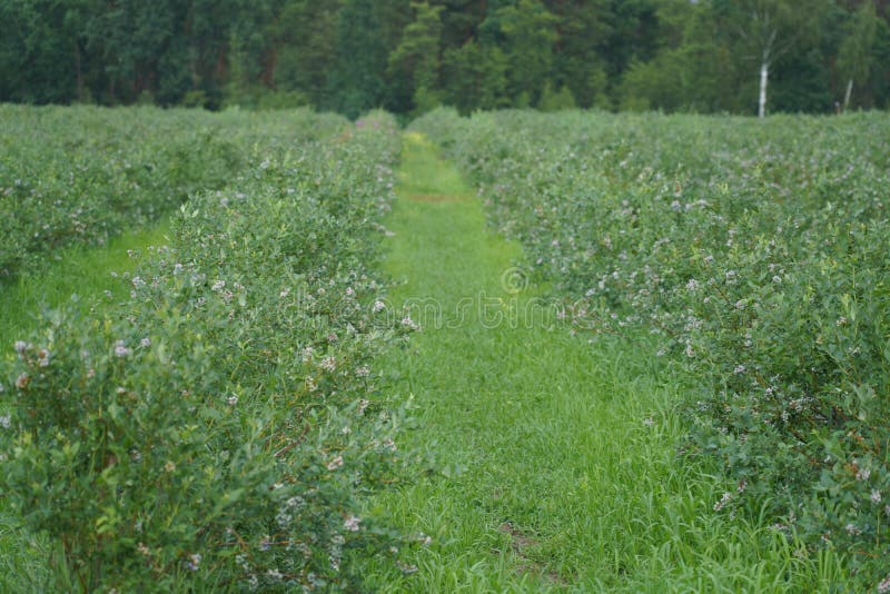 Blueberry Plantation. a Field with Blueberry Bushes Stock Photo - Image ...