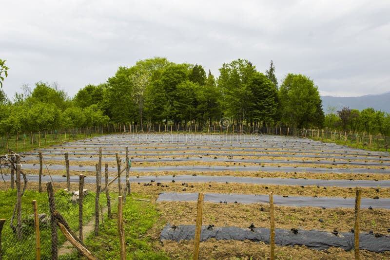 Blueberry Plantation stock photo. Image of growth, orchard - 52395520