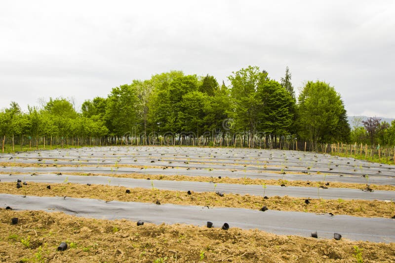 Blueberry Plantation, Field in the Farm Stock Image - Image of bush ...