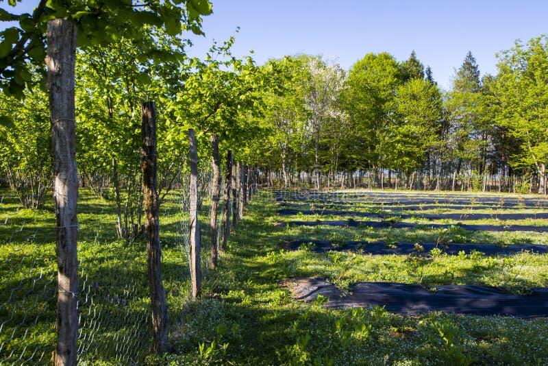 Blueberry Plantation, Field in the Farm Stock Photo - Image of nature ...
