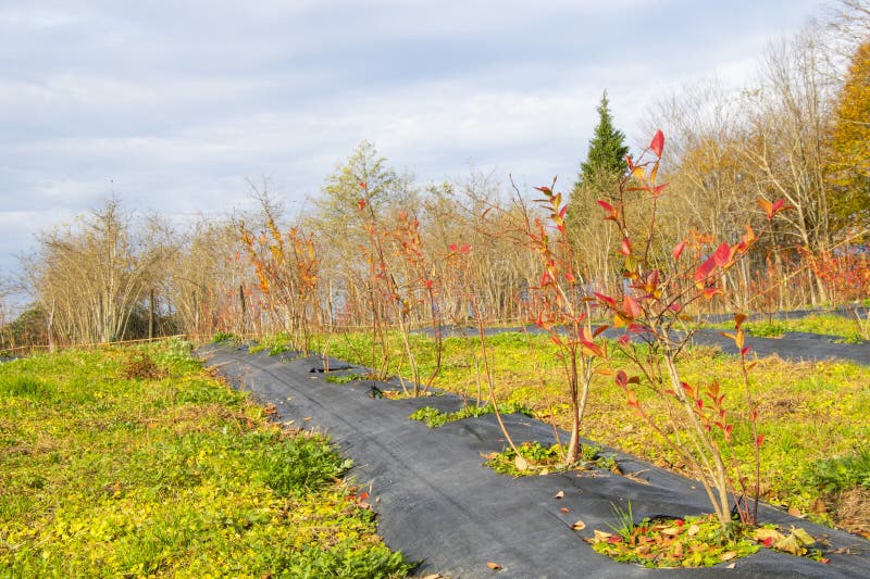 Blueberry plantation stock photo. Image of farming, natural - 305020436