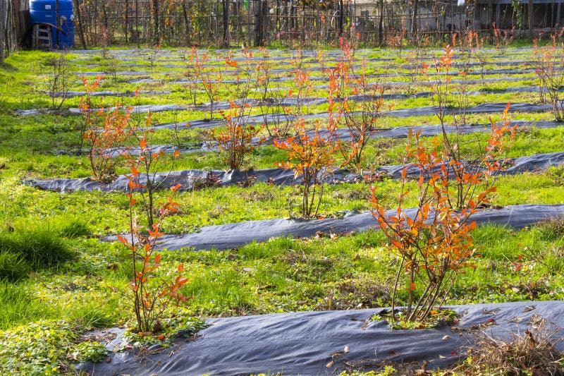 Blueberry Plantation stock photo. Image of growth, rural - 52396090