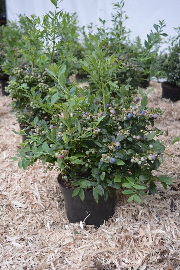 Blueberry Plants Flower Pot Stock Photos - Free & Royalty-Free Stock ...