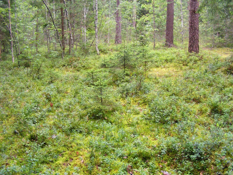 Blueberry Plants Growing on Forest Floor Stock Image - Image of open ...