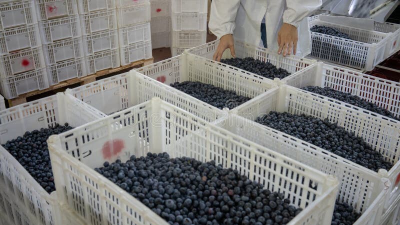 Blueberry Production, Workers Sort Blueberries in a Packing Facility ...