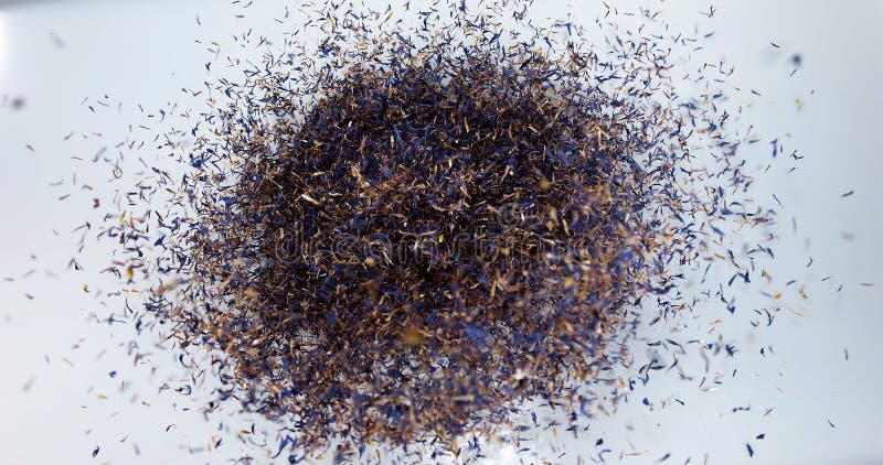Blueberry Seeds, Centaurea Cyanus, Falling on White Background, Slow ...