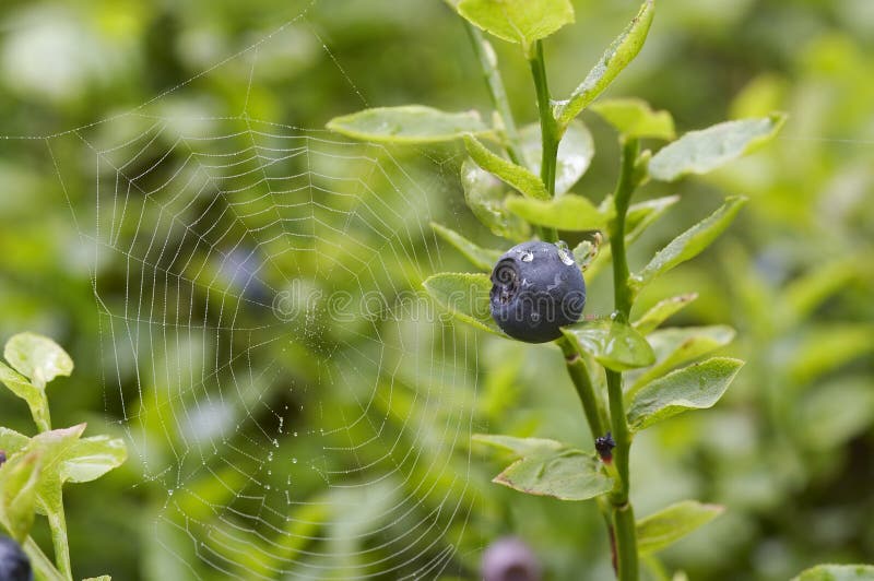 Blueberry Shrubs and Spider Web Stock Image - Image of product, diet ...