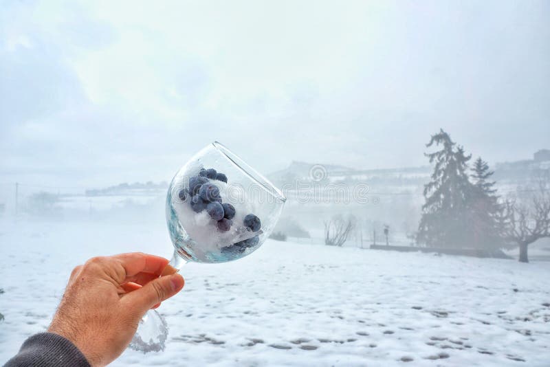 Blueberry in the snow stock photo. Image of delicious - 111422920