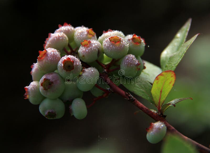 Blueberry stock image. Image of healthy, closeup, dessert - 66782599