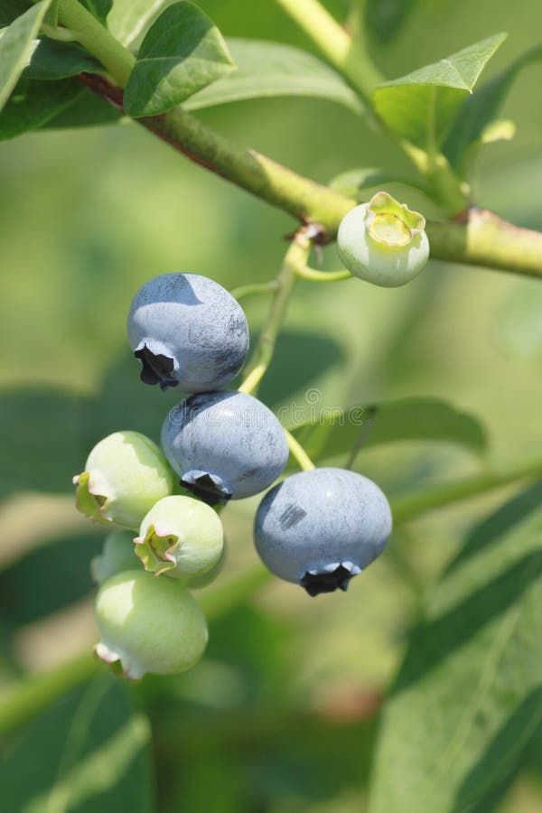 Blueberries with Green Leaves Stock Photo - Image of agriculture ...