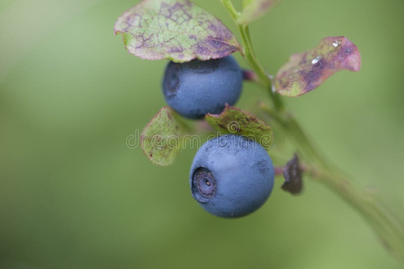 Blueberry in Summer Forest Poland Stock Photo - Image of landscape ...