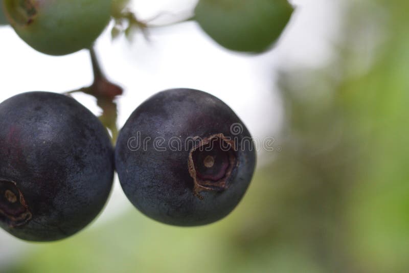 Blueberry stock photo. Image of hang, stem, swollen - 179459328