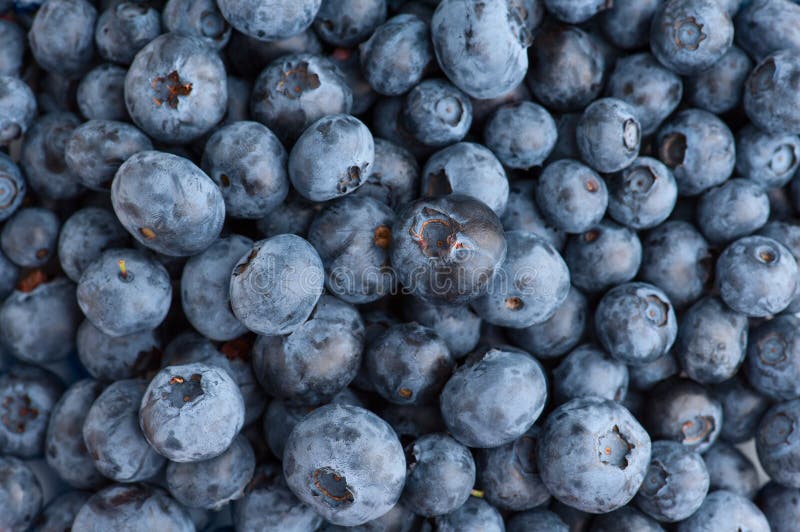 Blueberry Texture Background Stock Images - Download 7,804 Royalty Free ...