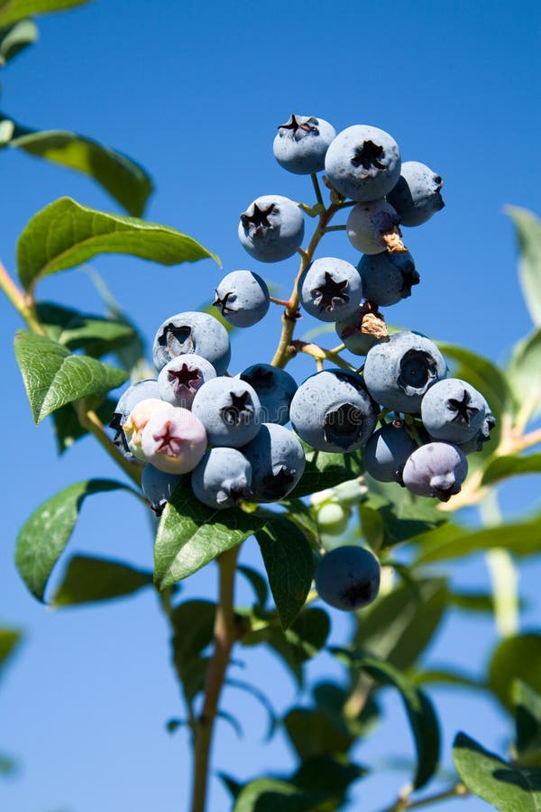 Blueberry tree stock photo. Image of blueberry, tree, berry - 6014880